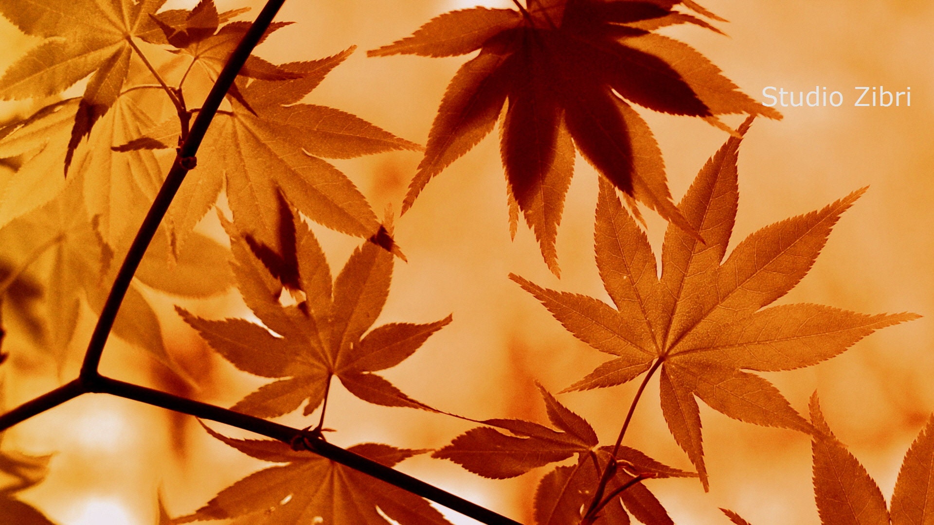 Autumn Zoom Background Pack, Instant Download, Virtual Backgrounds ...