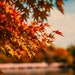 Autumn Zoom Background Pack, Instant Download, Virtual Backgrounds ...