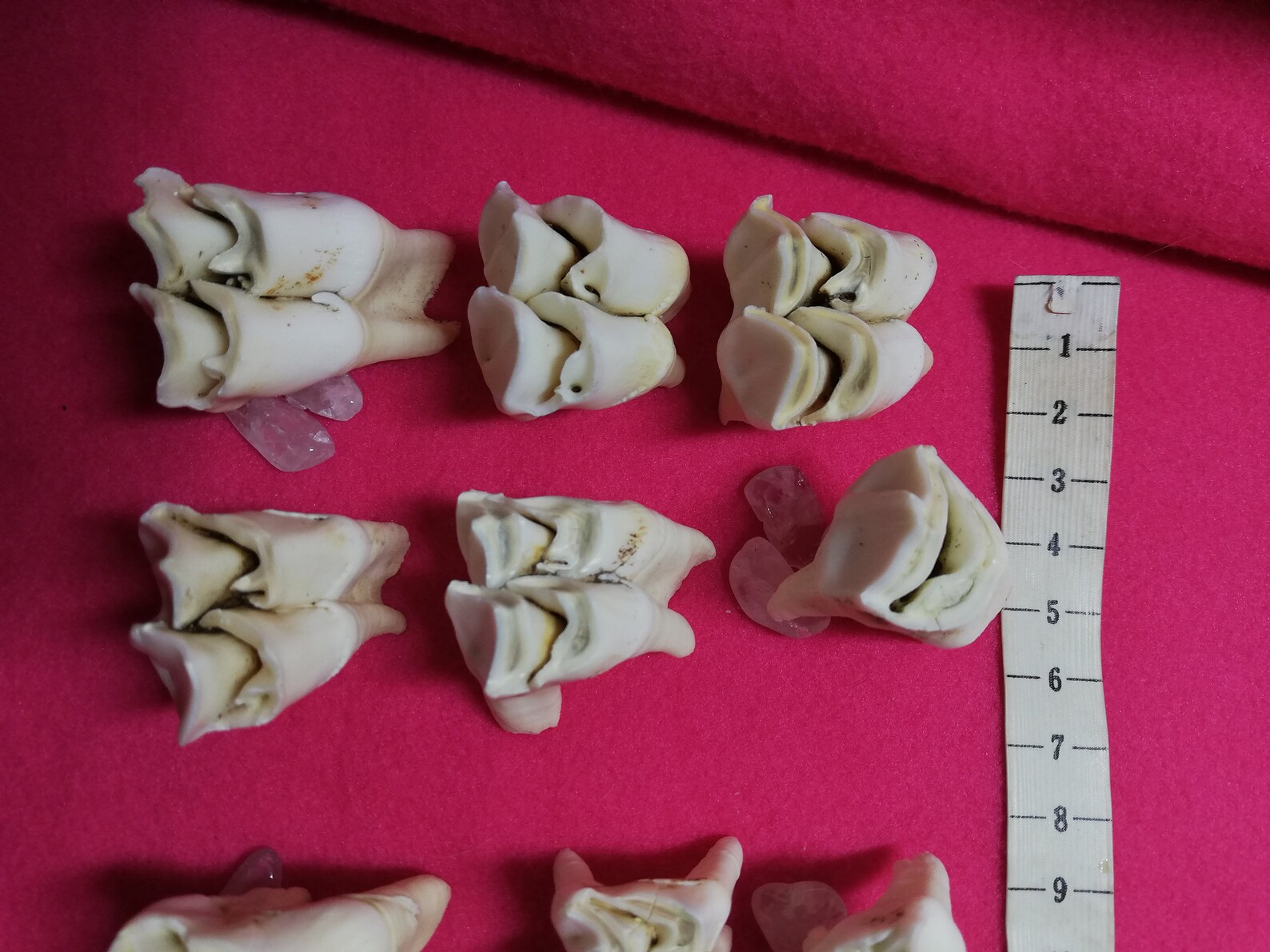 Real european adult moose cow molars teeth | Etsy