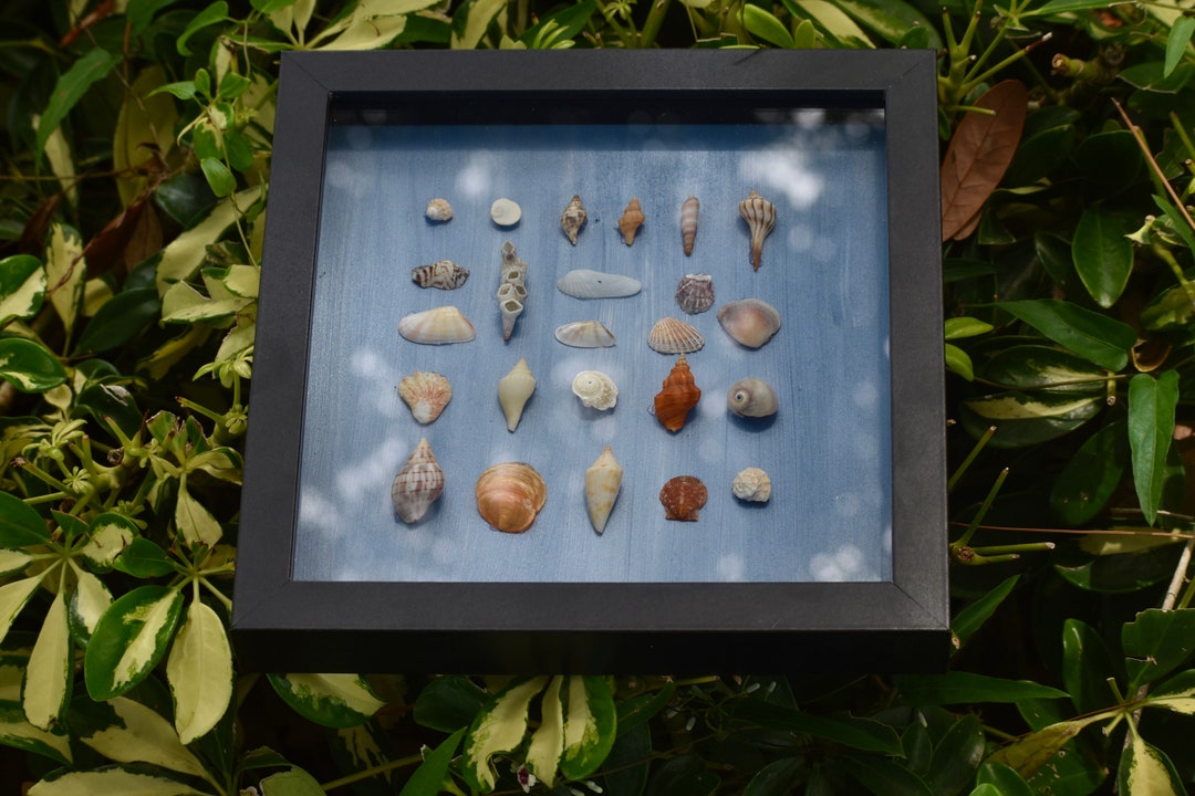 Shell Shadow Box: Beachy Peachy - Etsy
