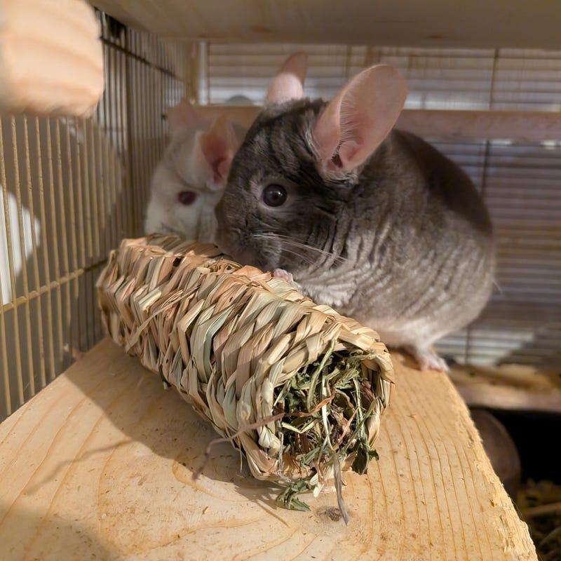 Rat Hamster Tubes - Etsy UK