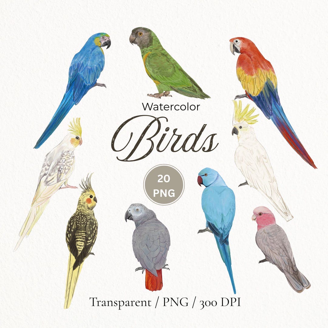 Watercolor Bird Clipart, Back View Parrot PNG, Rear View Bird ...