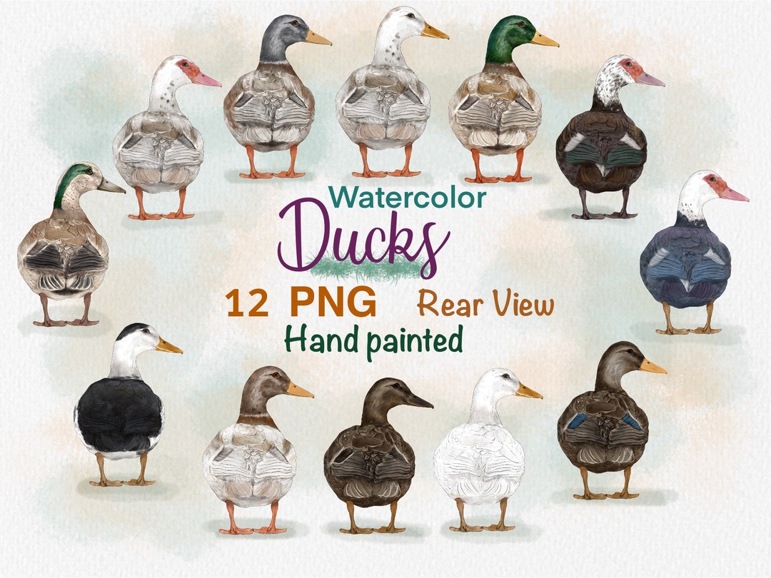 Watercolor Duck Clipart. Farm Animal Graphics. Customizable Duck ...