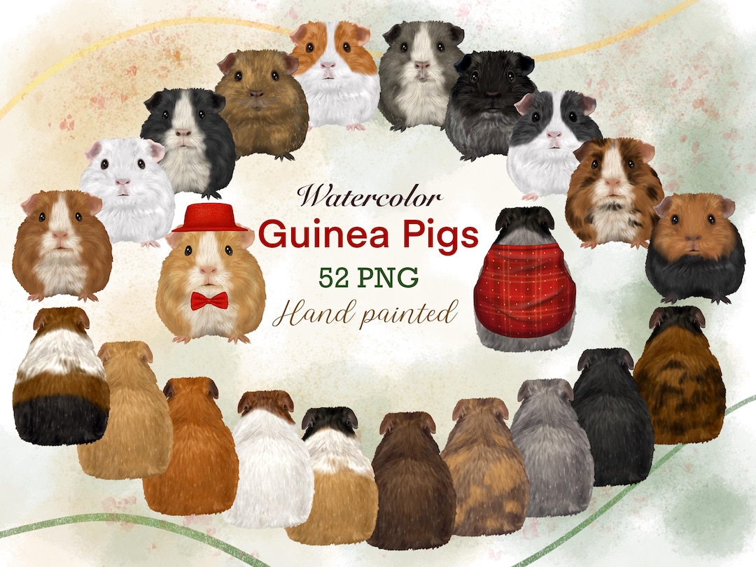 Watercolor Guinea Pig Clipart. Guinea Pig Illustration. Junk Journal ...