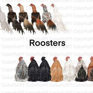 Watercolor Chicken Breeds Clipart. Rooster Clipart. Chicken Sublimation ...
