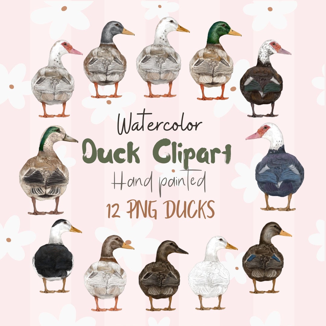 Watercolor Duck Clipart. Mallard Duck Png. Goose Illustration. Hand ...
