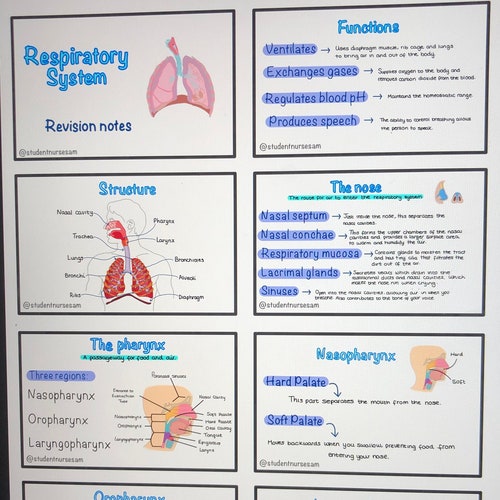 Respiratory System Flashcards digital Copy | Etsy