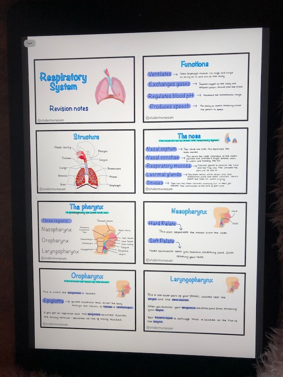 Respiratory System Flashcards digital Copy | Etsy