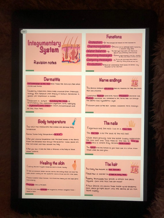 The Integumentary System: Revision Flashcards digital | Etsy