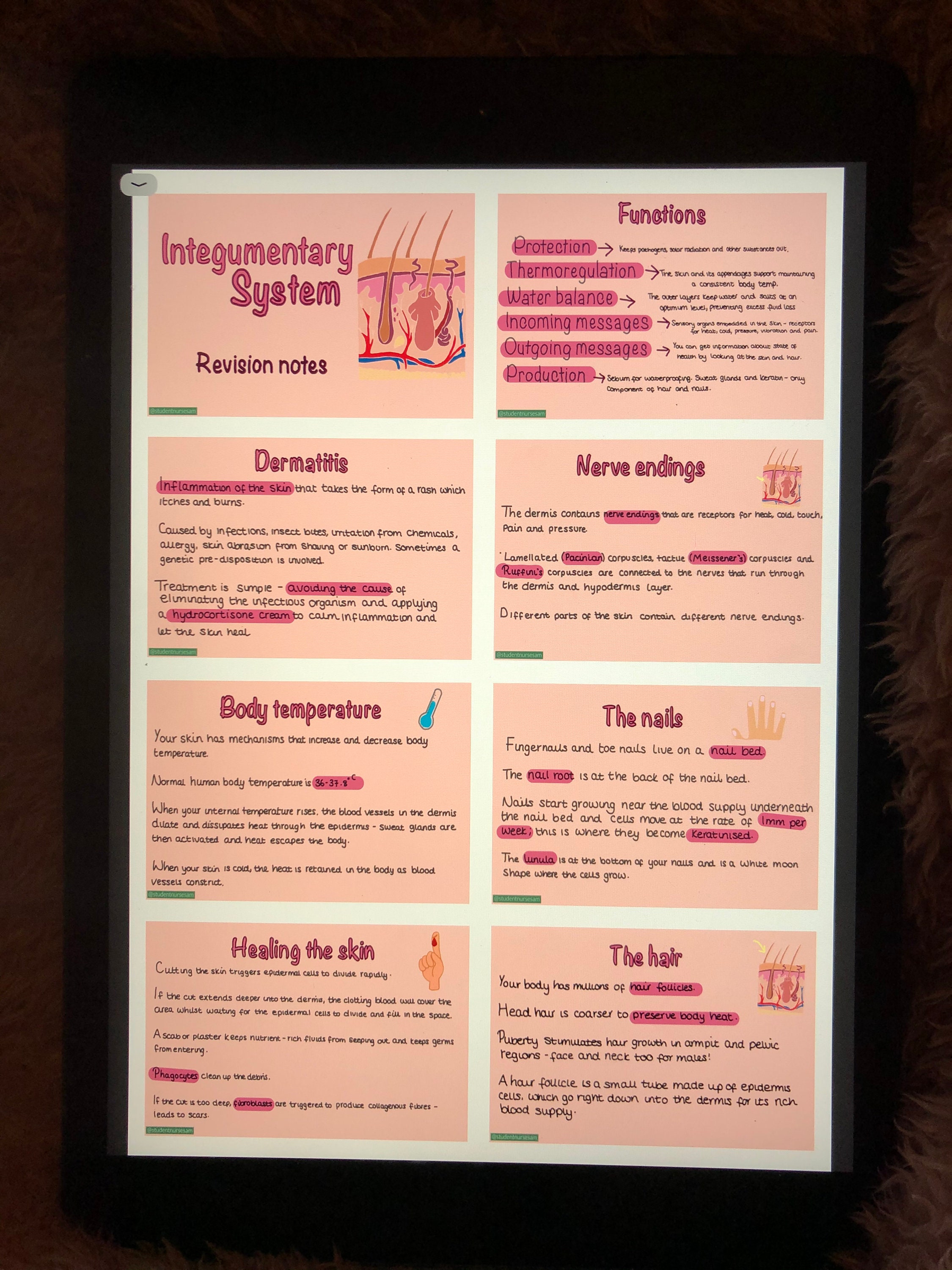 The Integumentary System: Revision Flashcards [digital Download] - Etsy