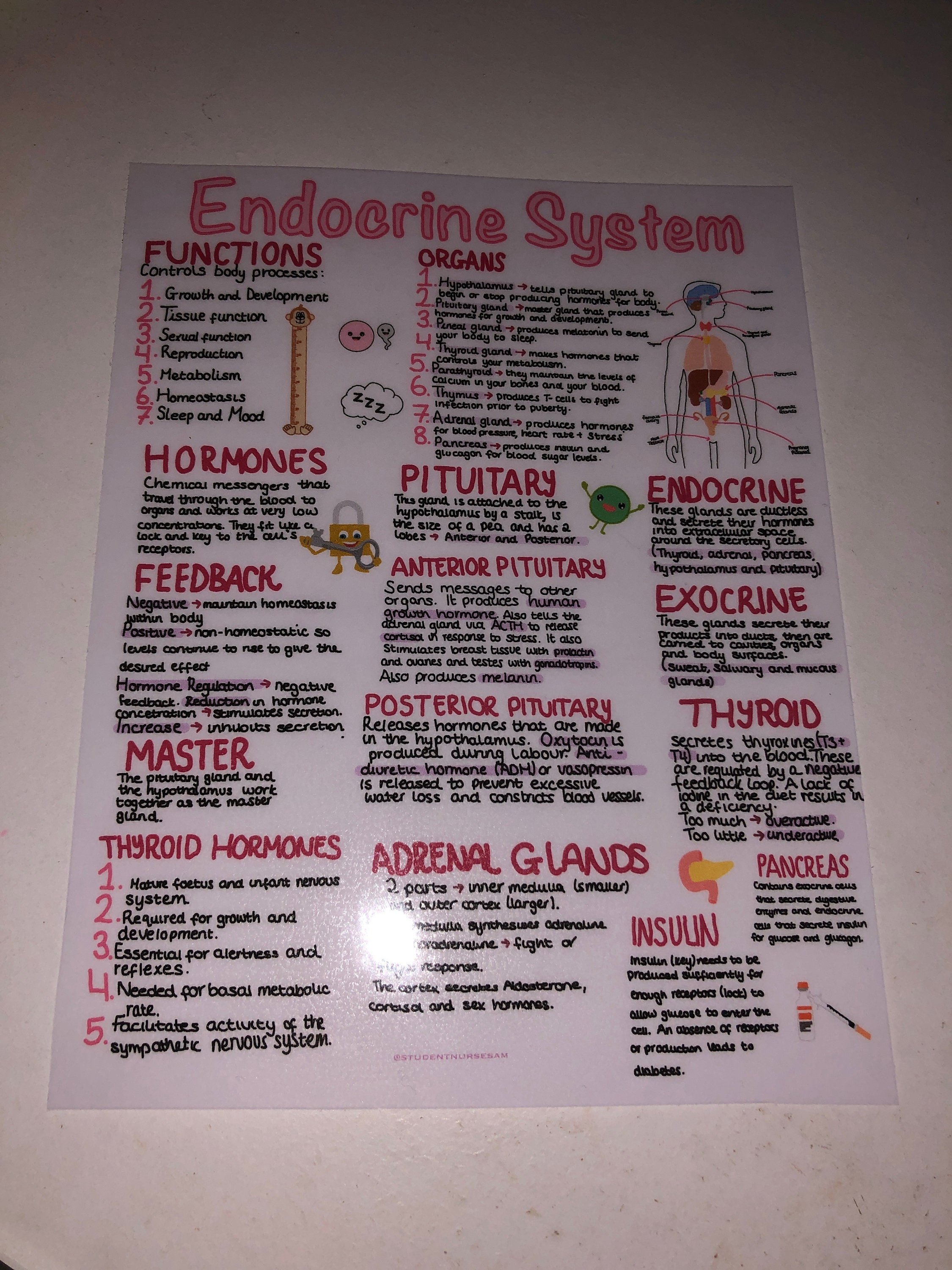 Endocrine System Revision Poster - Etsy