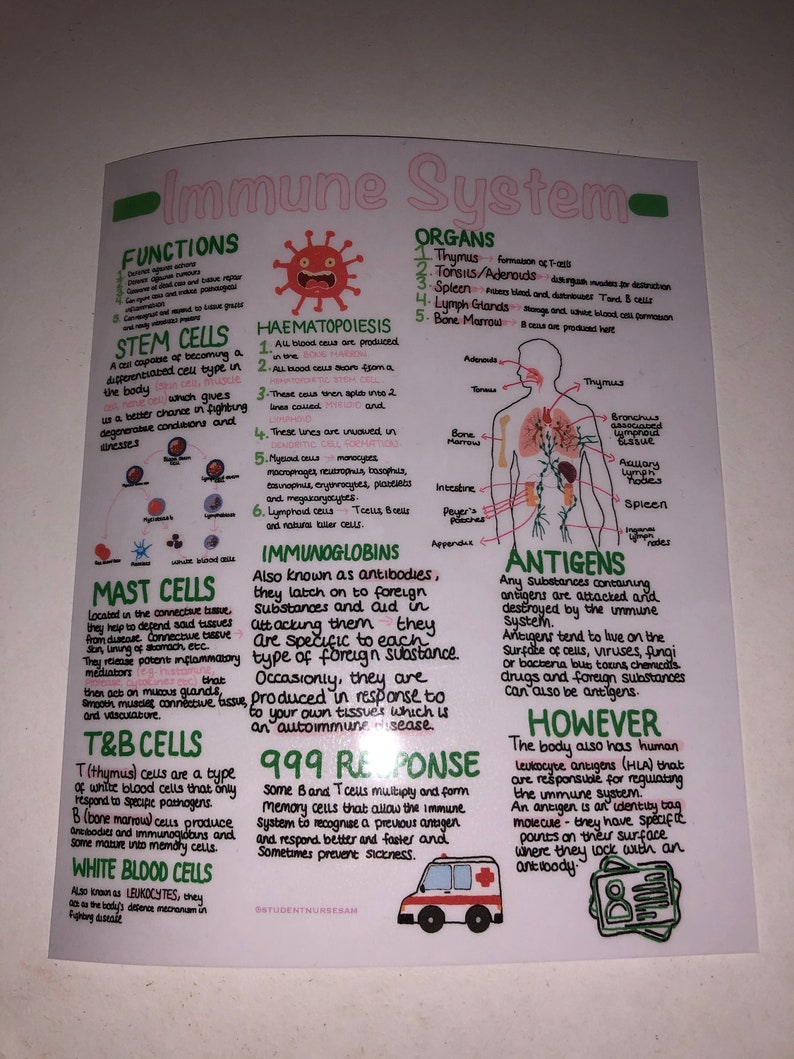 Immune System Revision Poster - Etsy Sweden