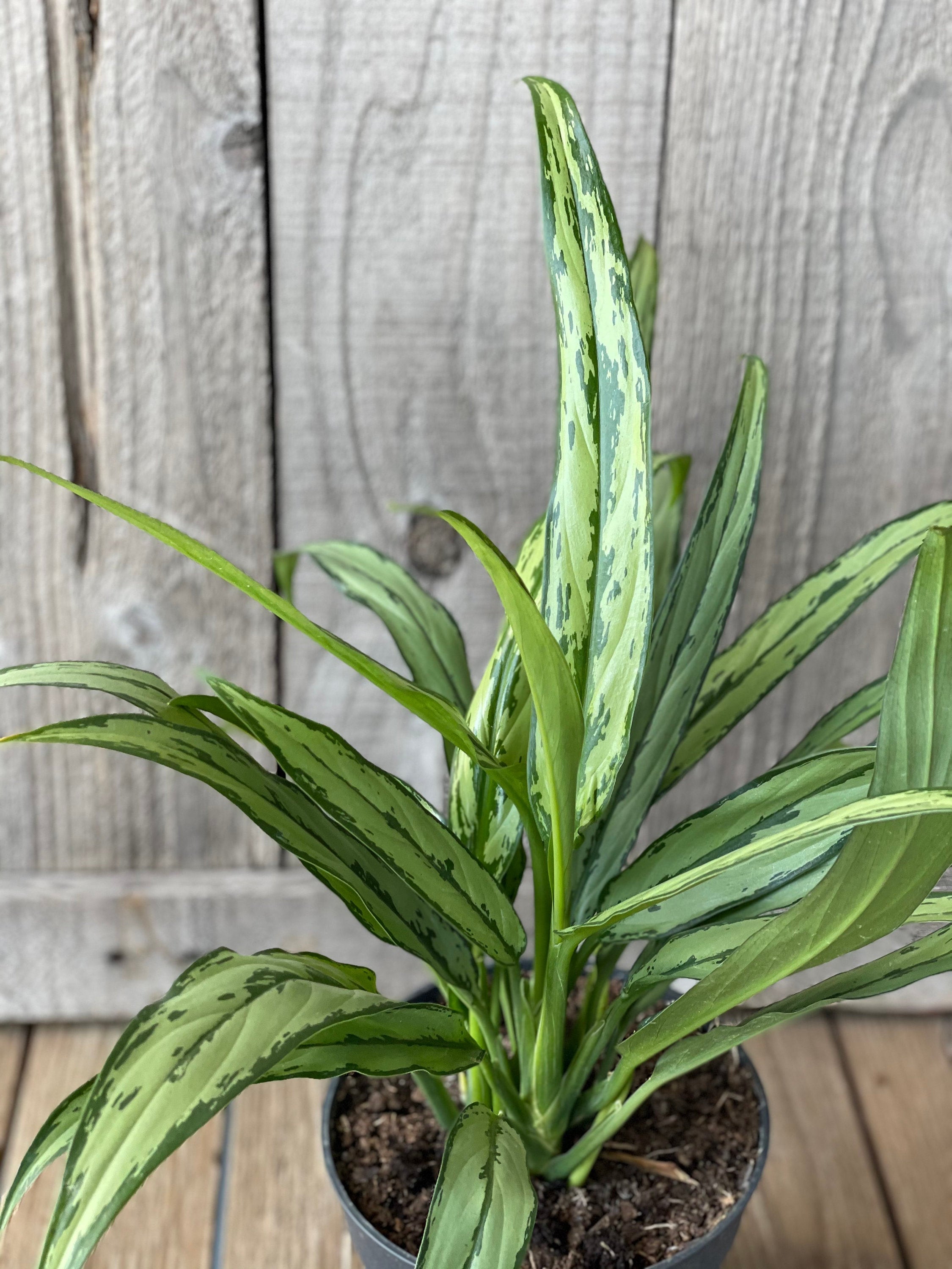 Cutlass Aglaonema Plant Care Sheet Plants Home & Hobby etna.com.pe