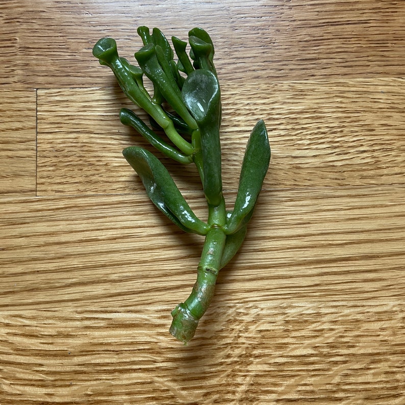 Ogre Ears Shrek ET Jade Plant Succulent Huge 5+" Cuttings or Rooted ...