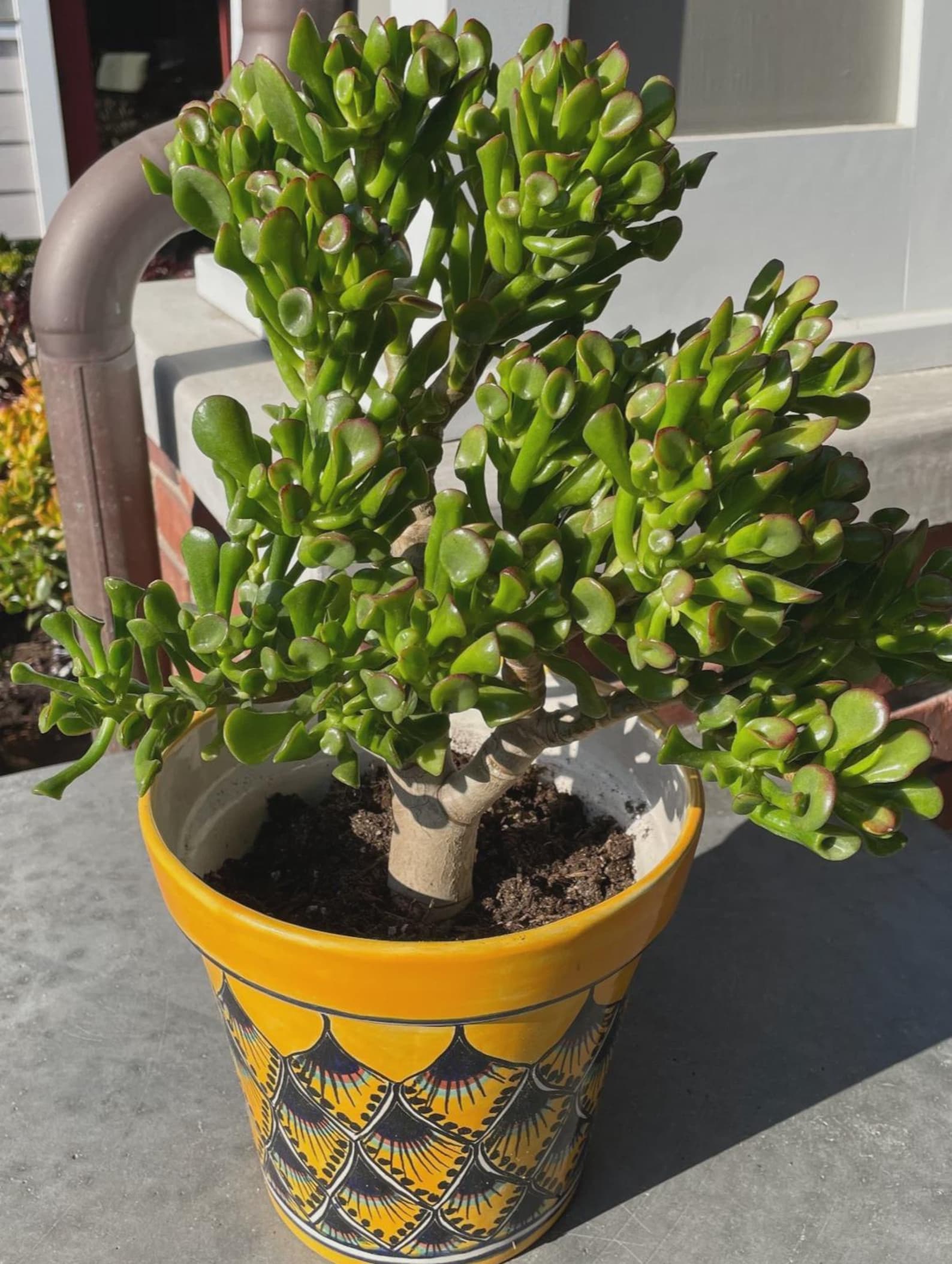 Ogre Ears Shrek ET Jade Plant Succulent Huge 5+" Cuttings or Rooted ...
