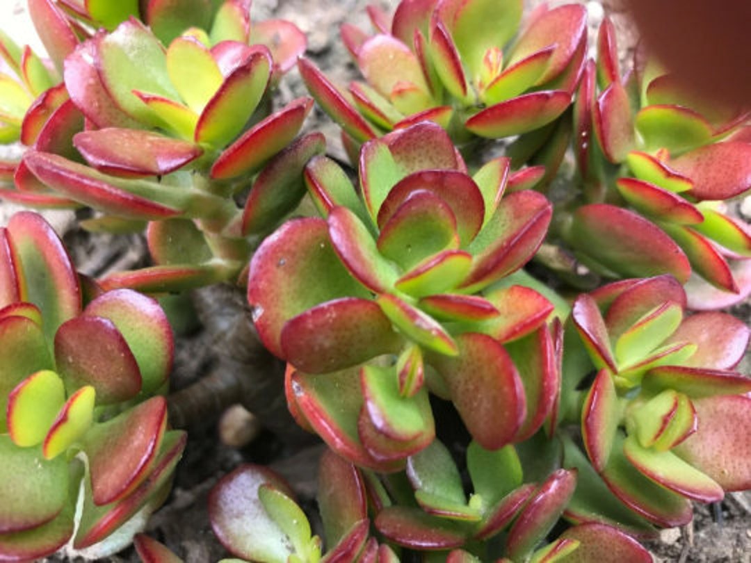Dwarf Baby Jade Plant-Crassula Ovata Compacta Crosby's Compact Huge ...
