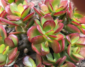 Crassula Ovata crosbys Compact Jade Tree - Etsy