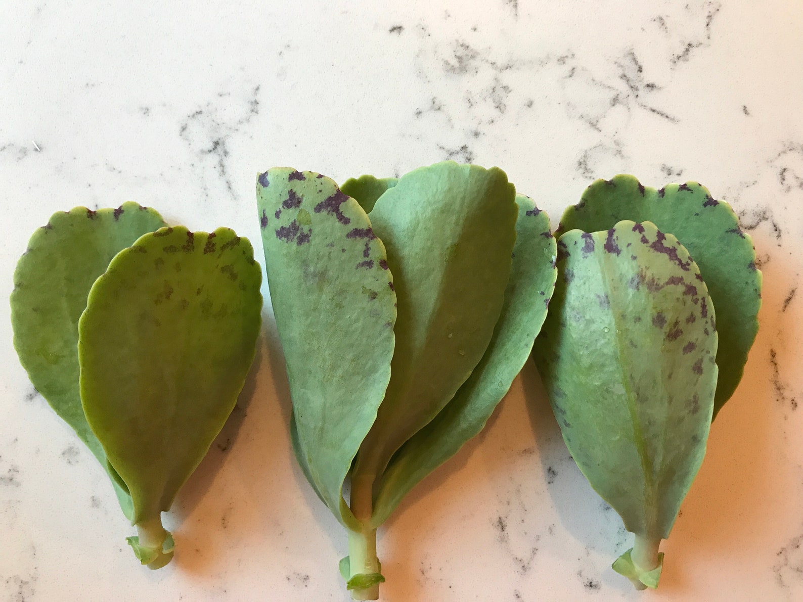 Kalanchoe Marmorata Spotted Penwiper Plant Succulent Cuttings - Etsy