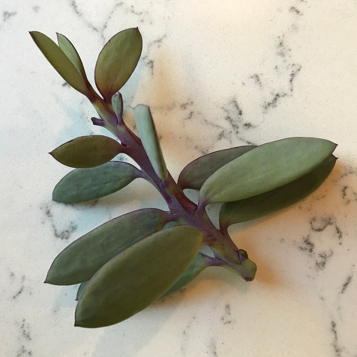 Senecio Crassissimus Vertical Leaf Lavender Steps Succulent | Etsy