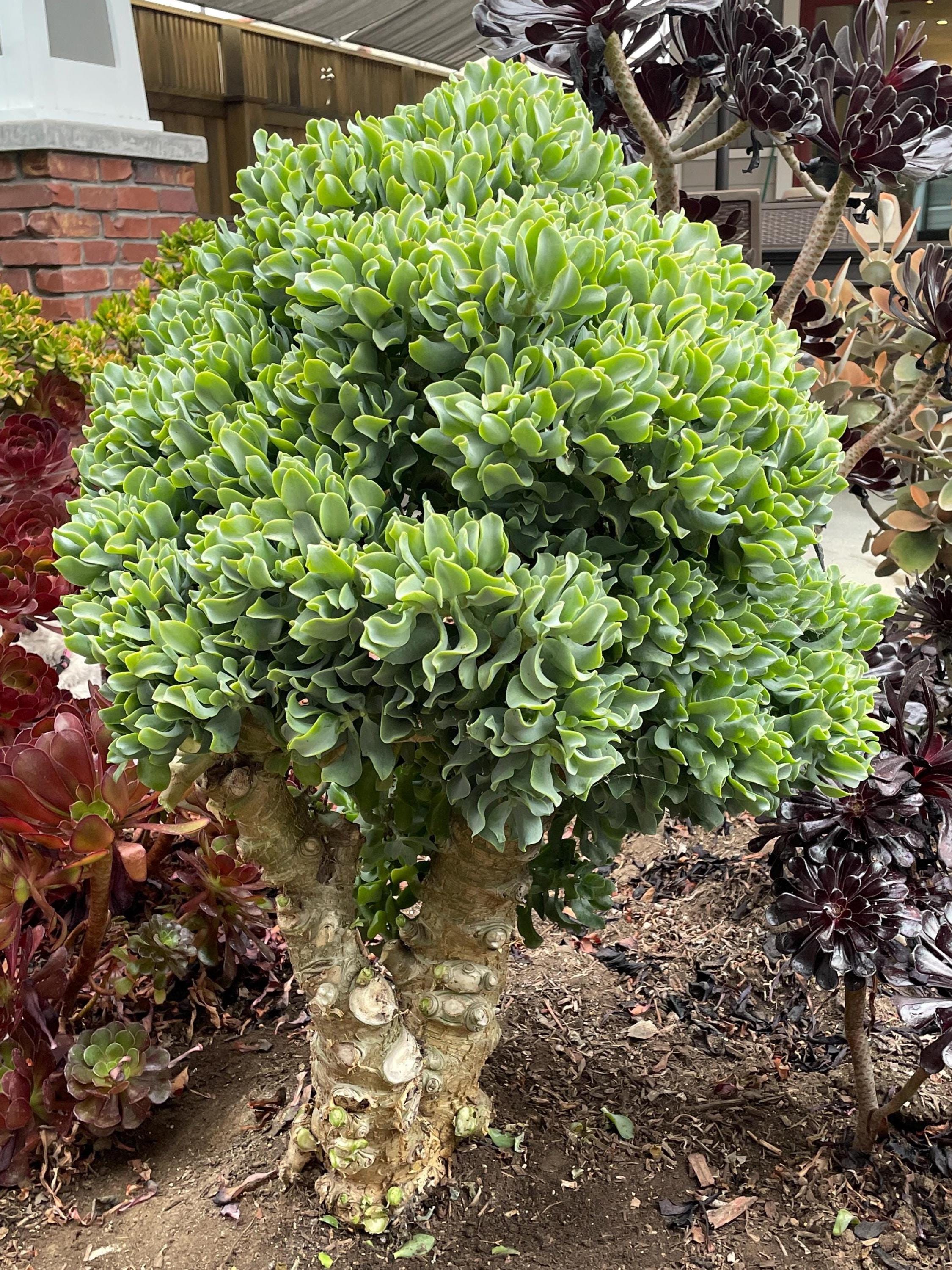 Ripple Jade Wavy Succulent 4+ Inch Cutting or Rooted Pup - Etsy