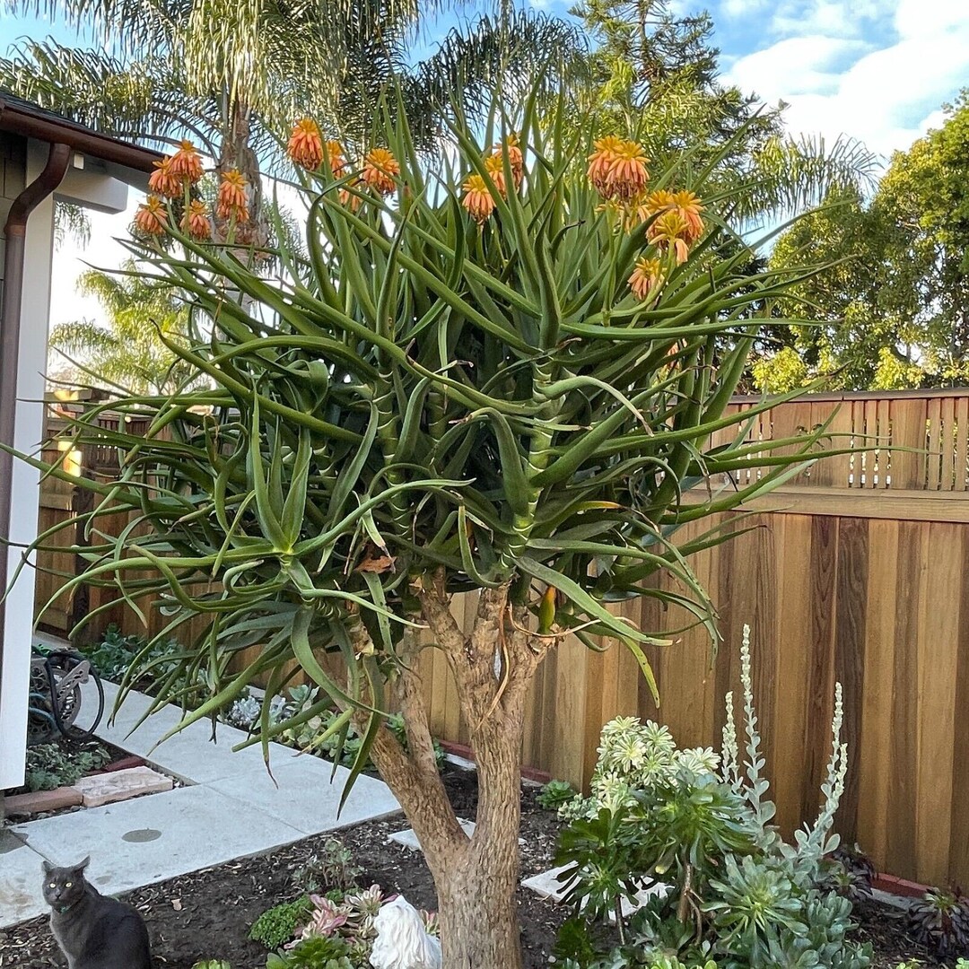 Aloe Tongaensis Medusa Tree Live Cutting Starter Plant From My Gorgeous ...