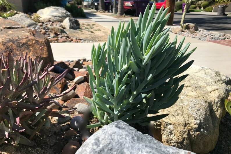 Senecio Ficoides Skyscraper Succulent Cuttingsrare New | Etsy
