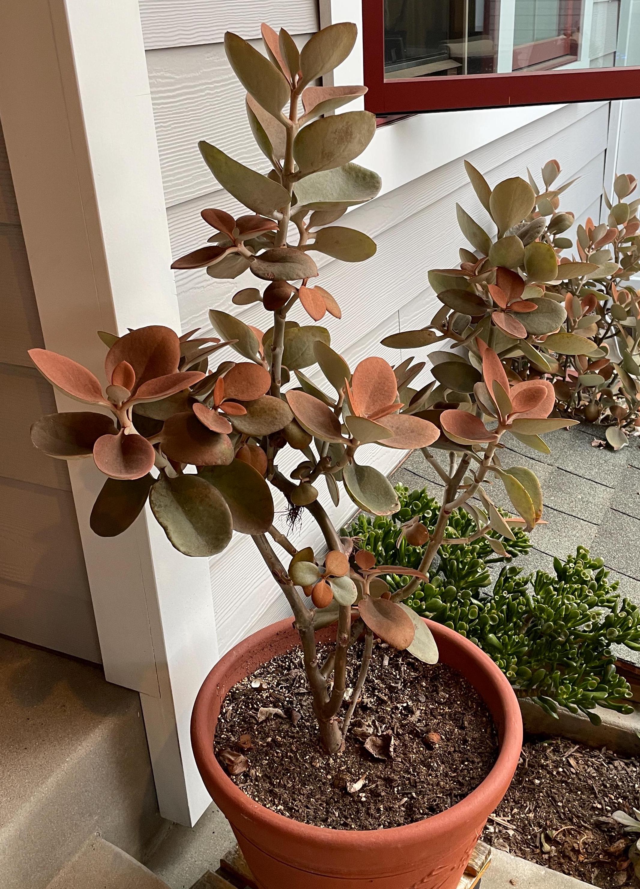 Kalanchoe Copper Spoons Orgyalis Succulent Huge 7+" Succulent Cutting ...