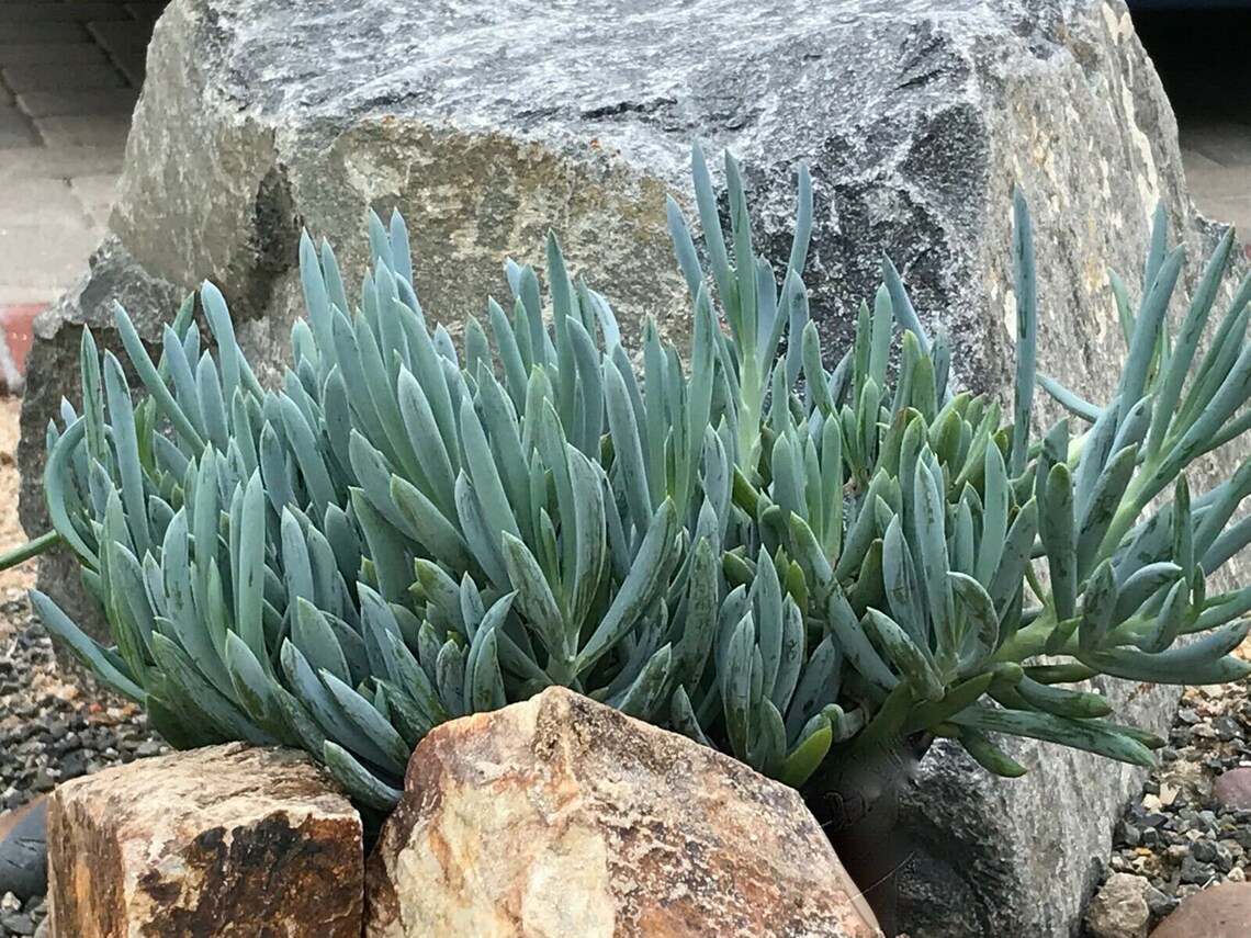 Extra Large 5 Senecio Mandraliscae Blue Chalk Sticks | Etsy