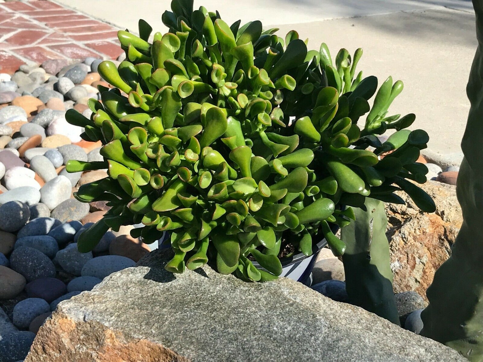 Ogre Ears Shrek ET Jade Plant Succulent 34 - Etsy