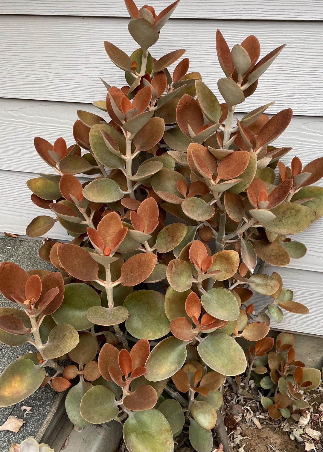 Kalanchoe Copper Spoons Orgyalis Succulent Huge 7+" Succulent Cutting ...