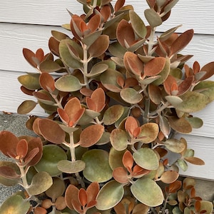 Kalanchoe Copper Spoons Orgyalis Succulent Huge 7+" Succulent Cutting ...