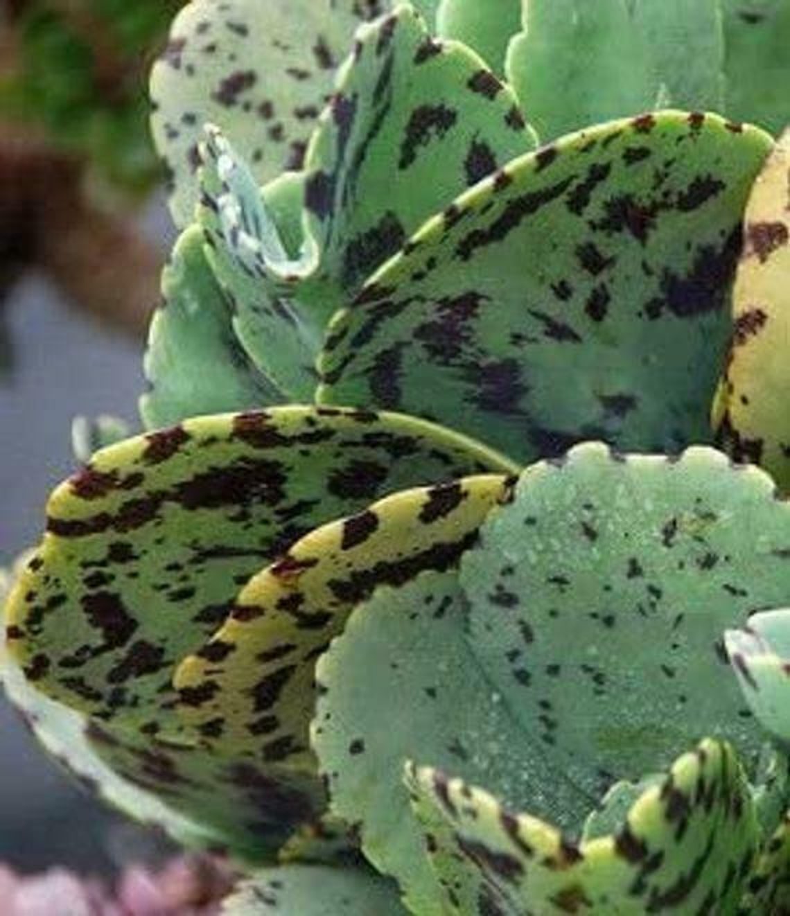 Kalanchoe Marmorata Spotted Penwiper Plant Succulent Cuttings - Etsy