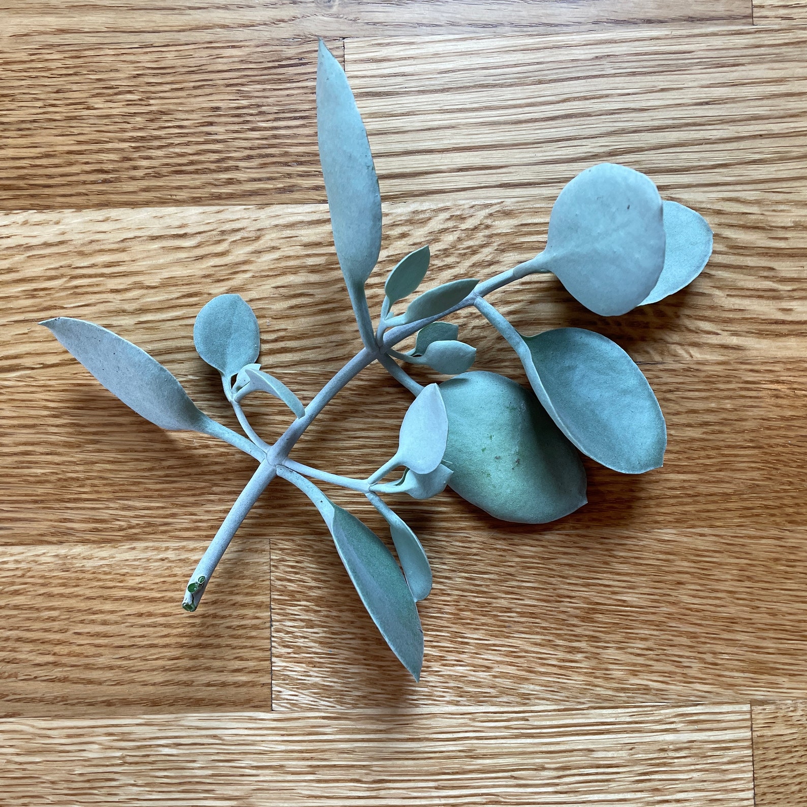 Silver Teaspoons Spoons Kalanchoe Hildebrandtii 6 Unrooted Cutting Or