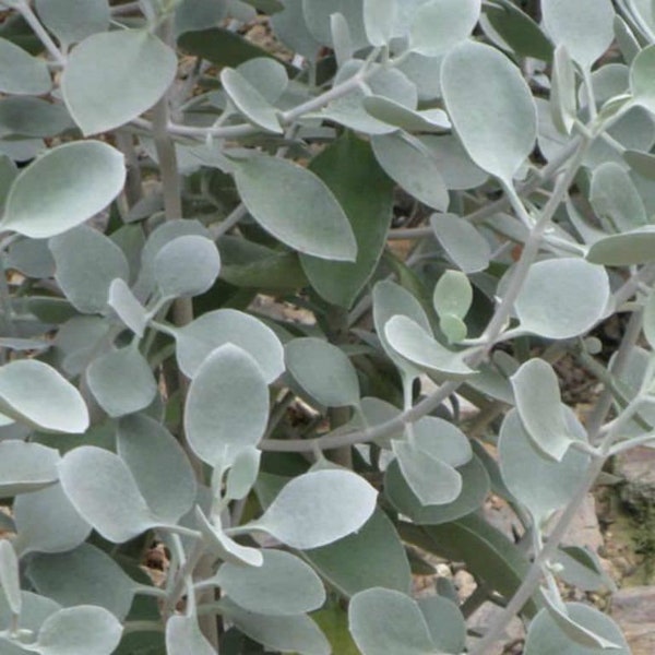 Silver Succulent - Etsy