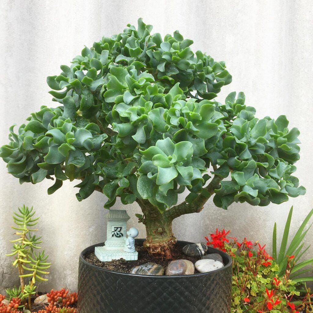 Ripple Jade Wavy Succulent 4+ Inch Cutting or Rooted Pup - Etsy