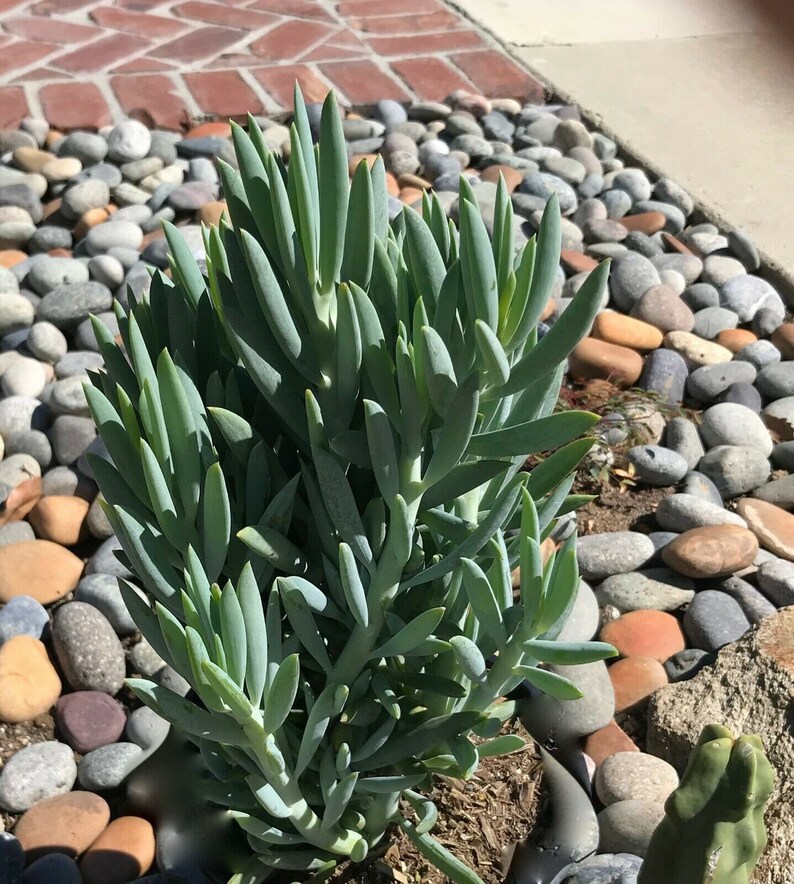 Senecio Ficoides Skyscraper Succulent Cuttingsrare New | Etsy