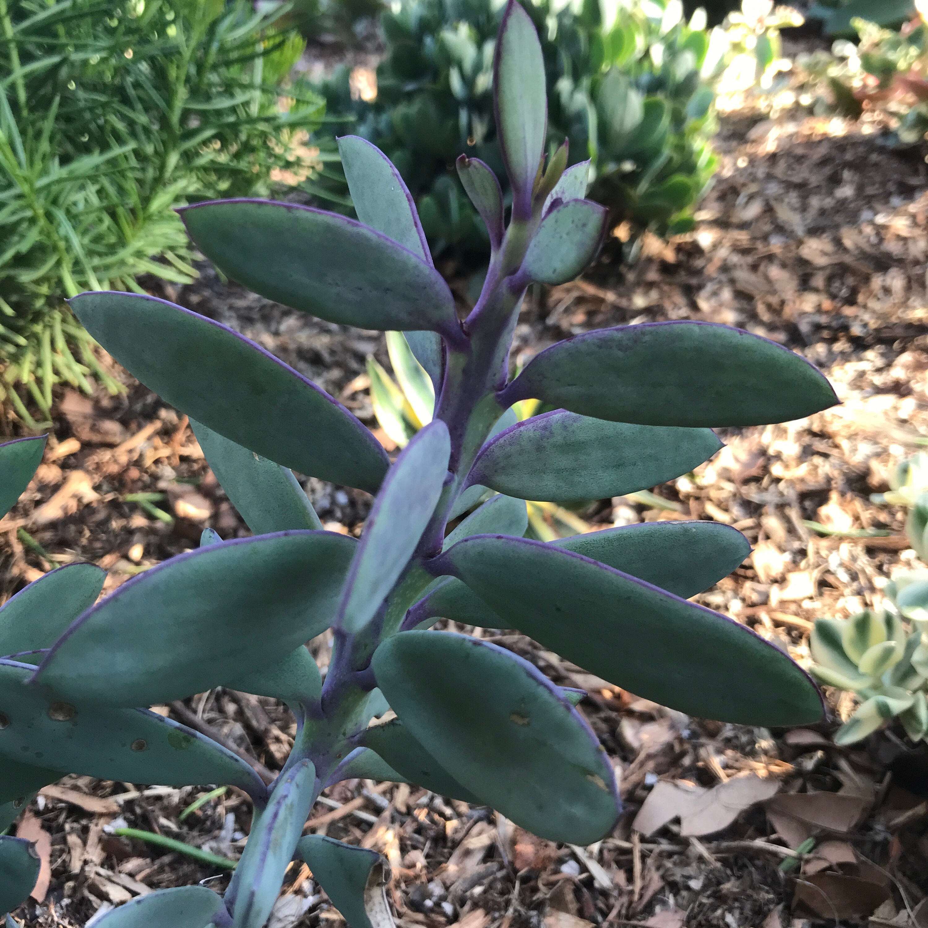 Senecio crassissimus Vertical Leaf Lavender Steps Succulent | Etsy
