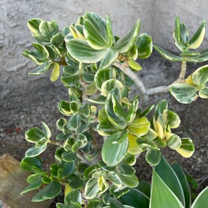 JADE Ovata Variegated Lemon Lime Tri-color Succulent Cuttings RARE Huge ...