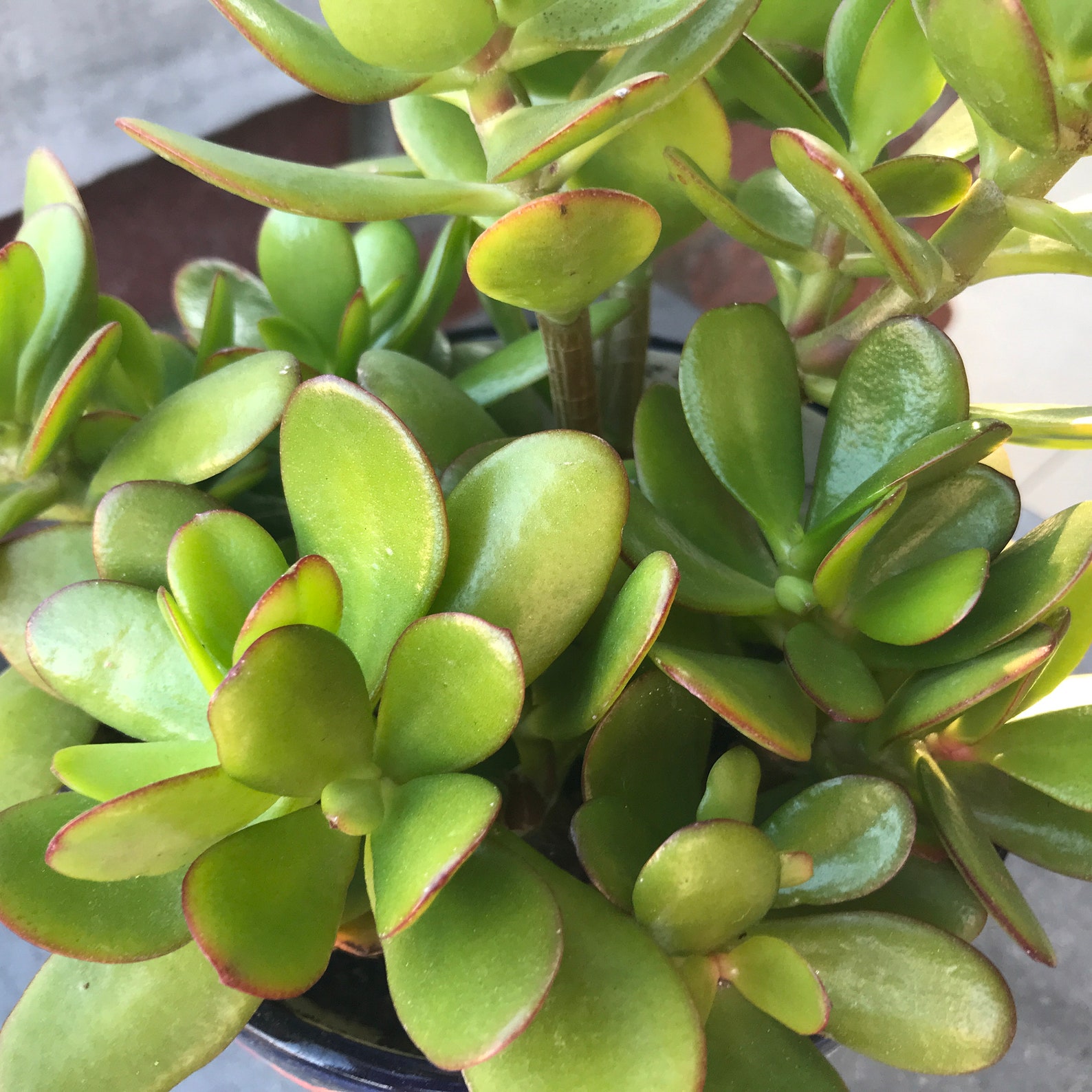 Dwarf Baby Jade Plant 7Crassula Ovata Compacta | Etsy