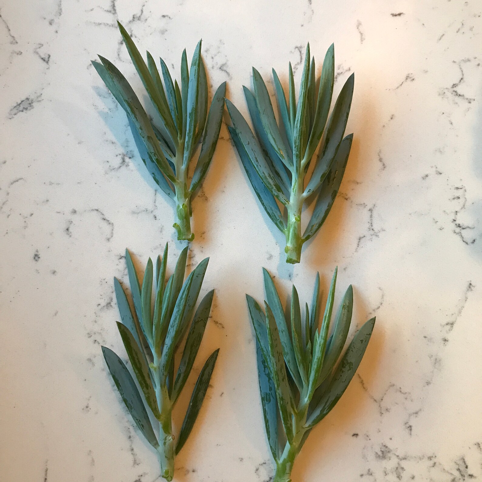 Senecio Ficoides Skyscraper Succulent CuttingsRARE Nouvelle - Etsy France