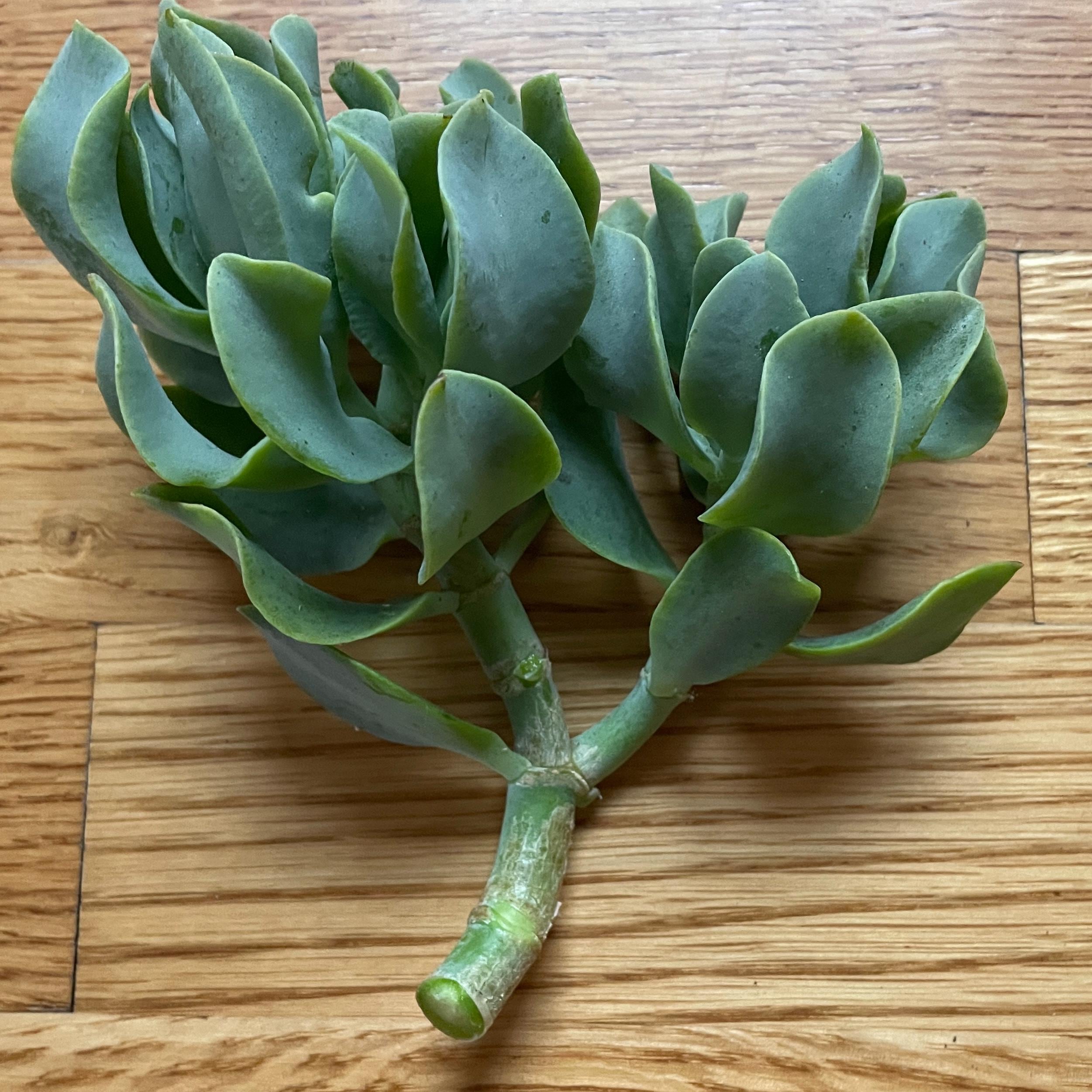 Ripple Jade Wavy Succulent 4+ Inch Cutting or Rooted Pup - Etsy