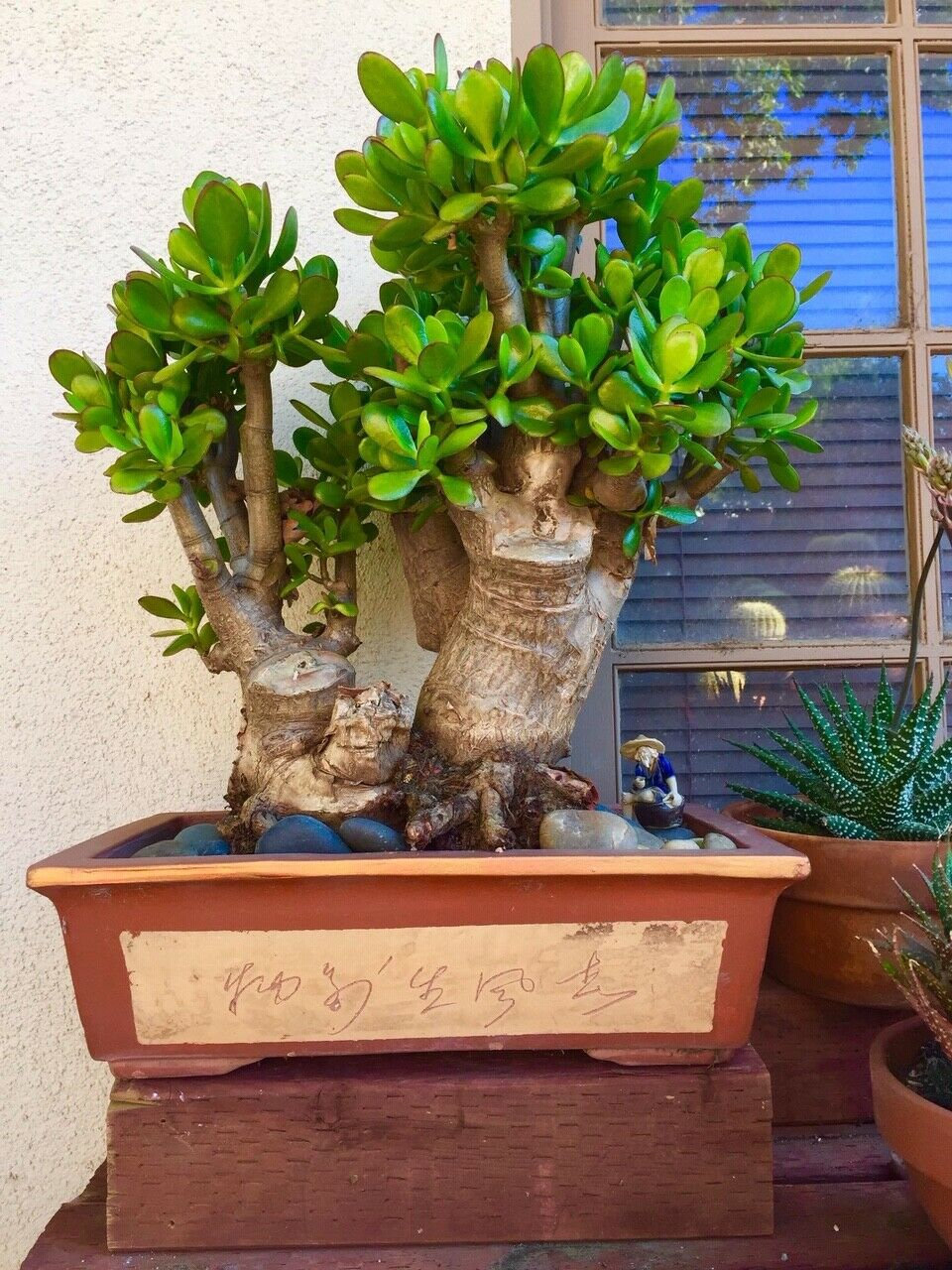 Giant Jade Plant