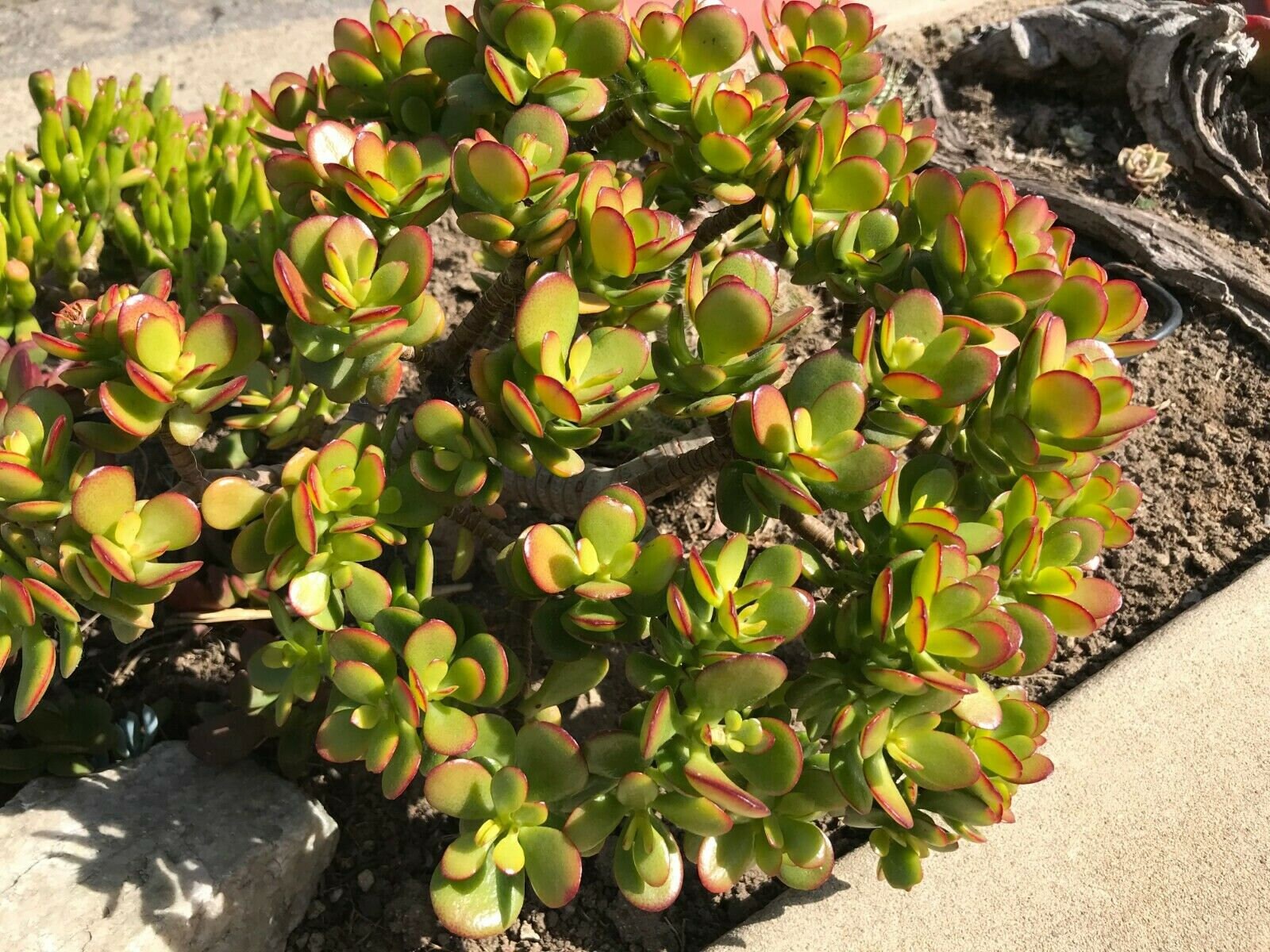 Dwarf Baby Jade Plant-crassula Ovata Compacta Crosby's - Etsy