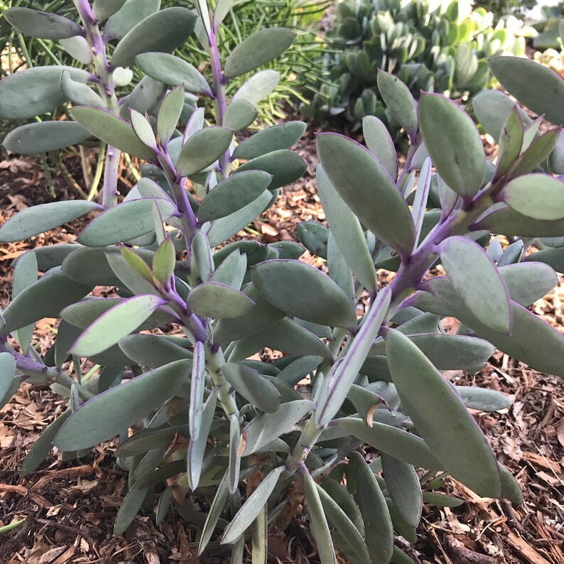 Senecio Crassissimus Vertical Leaf Lavender Steps Succulent | Etsy