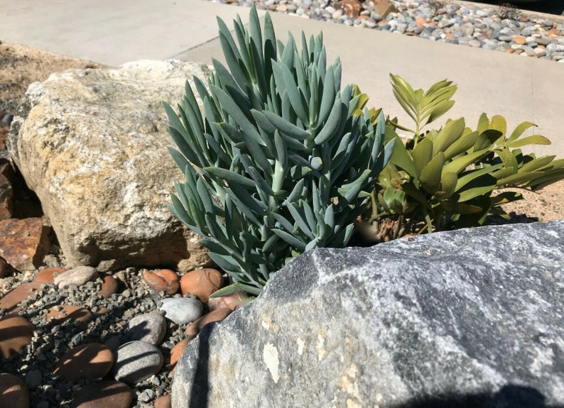 Senecio Ficoides Skyscraper Succulent Cuttingsrare New | Etsy