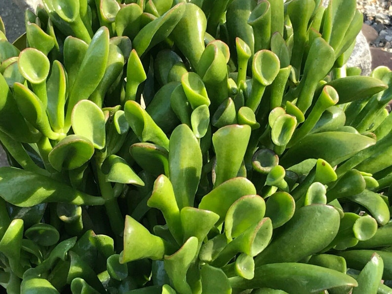 Ogre Ears Shrek ET Jade Plant Succulent Huge 5+" Cuttings or Rooted ...