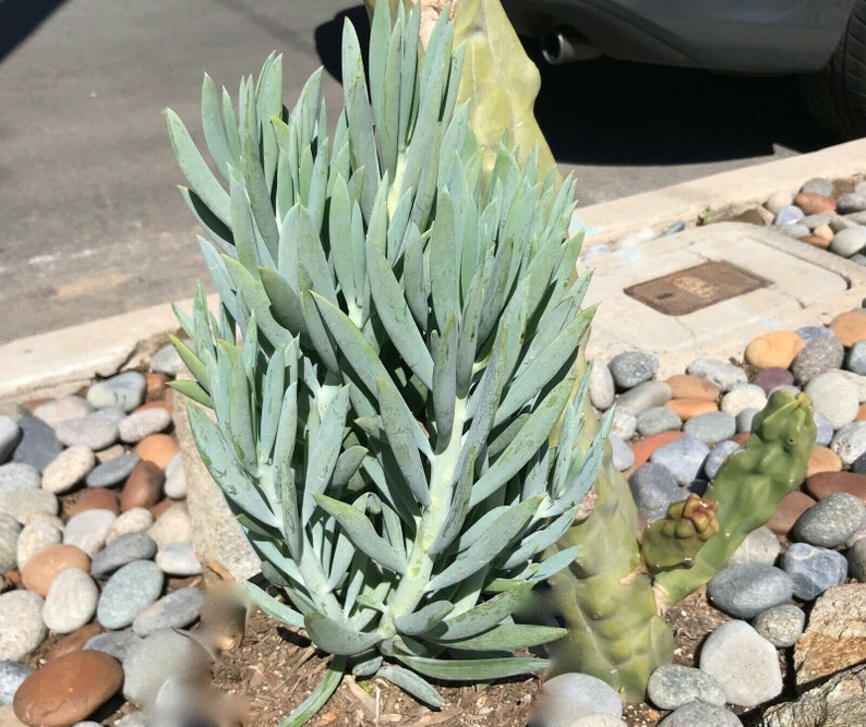 Senecio Ficoides Skyscraper Succulent Cuttingsrare New | Etsy