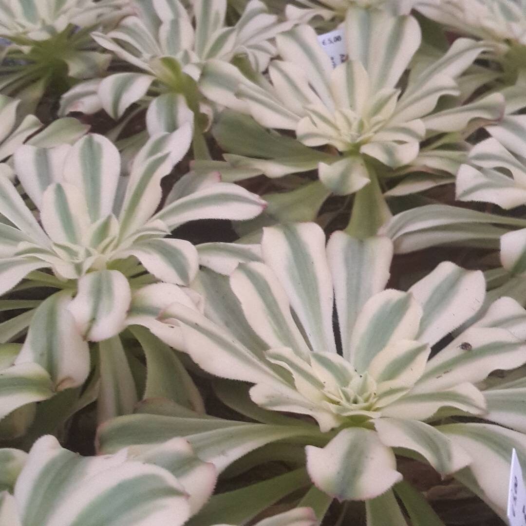 VARIEGATED AEONIUM Arboreum-rosette Cuttings. Aeonium Luteovariegatum ...