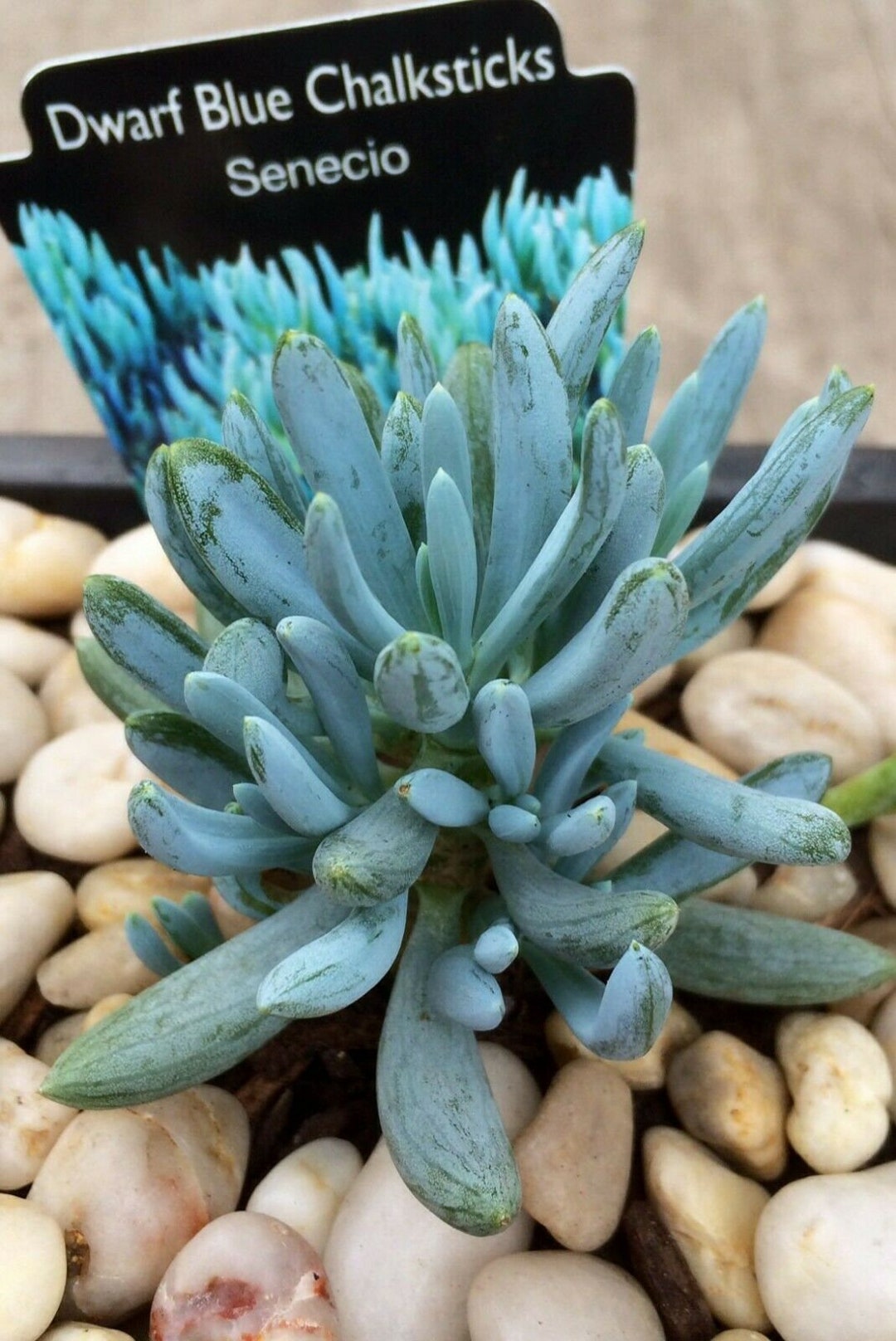 3X Senecio Serpens Dwarf Mini Baby Blue Chalk Sticks Curio 3" Succulent ...