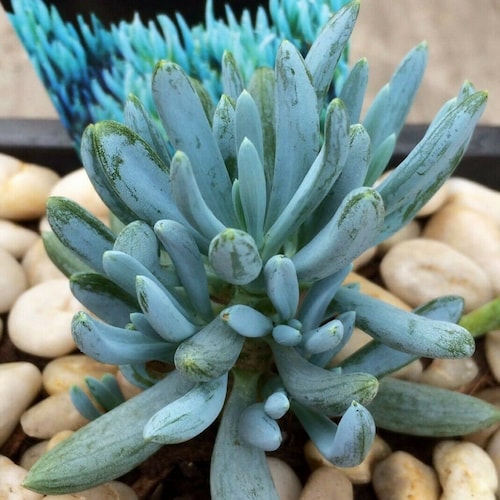 3X Senecio Serpens Dwarf Mini Baby Blue Chalk Sticks Curio 3" Succulent ...